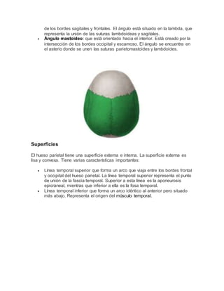 Parietal y frontal | DOCX