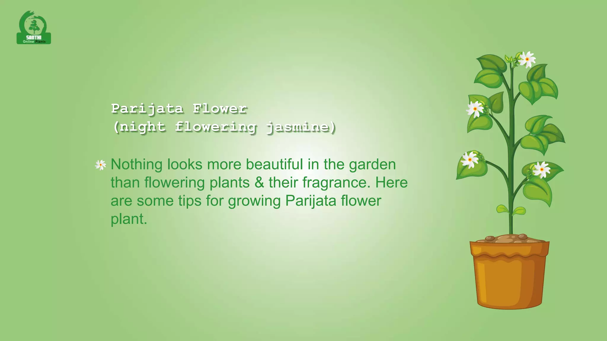 Parijata Flower - night flowering jasmine PPT.pptx