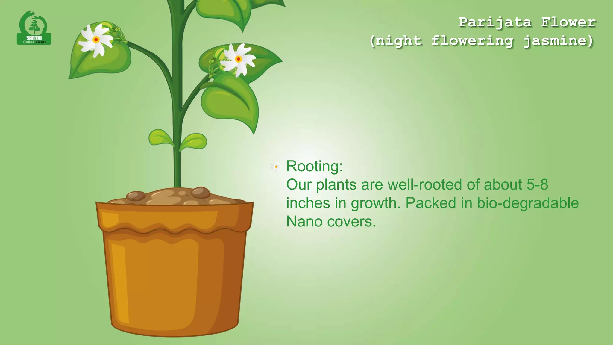 Parijata Flower - night flowering jasmine PPT.pptx