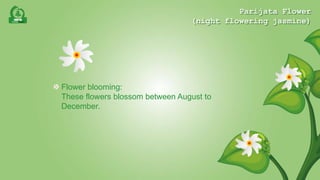 Parijata Flower - night flowering jasmine PPT.pptx