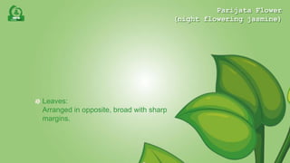 Parijata Flower - night flowering jasmine PPT.pptx