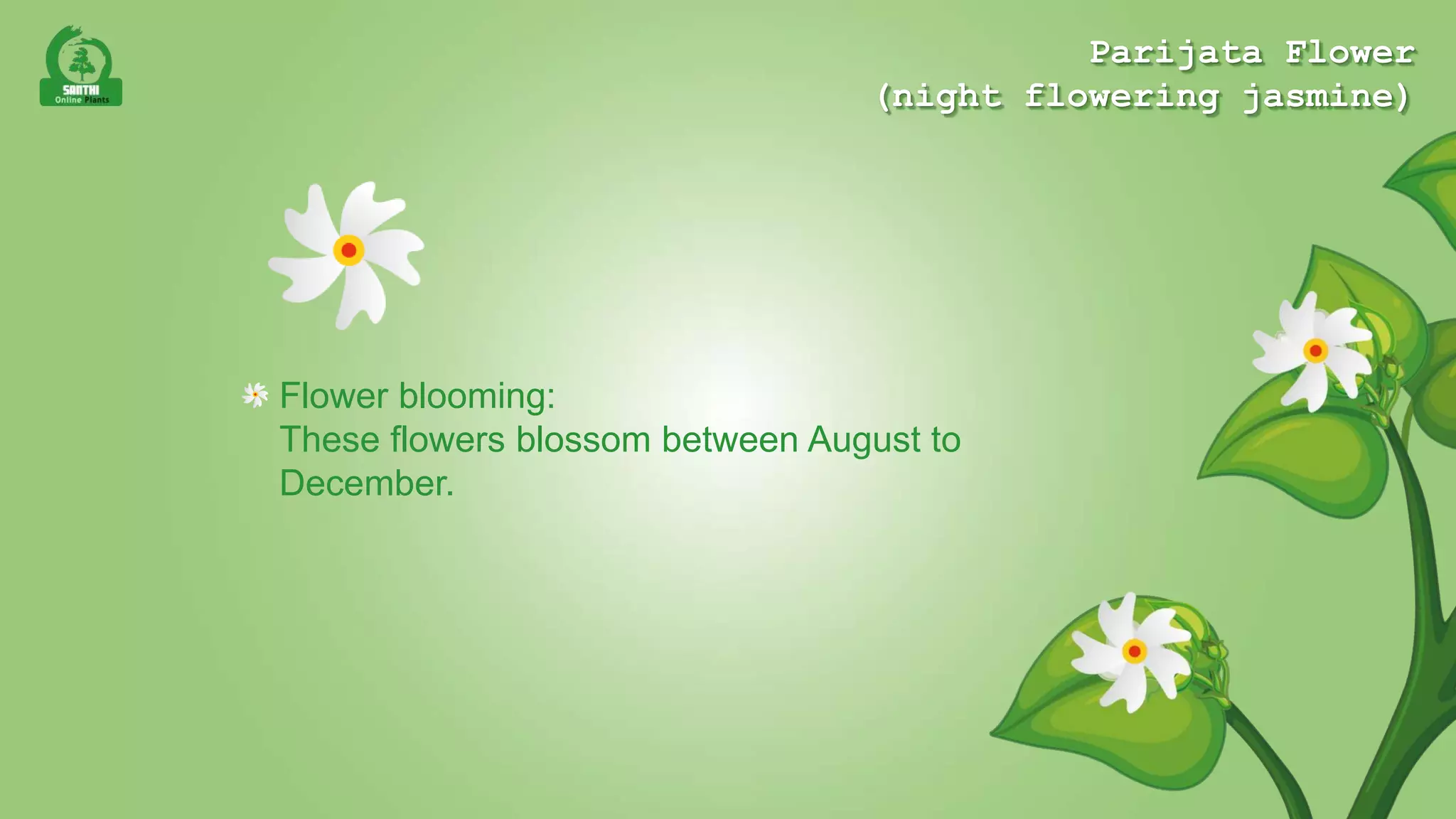 Parijata Flower - night flowering jasmine PPT.pptx