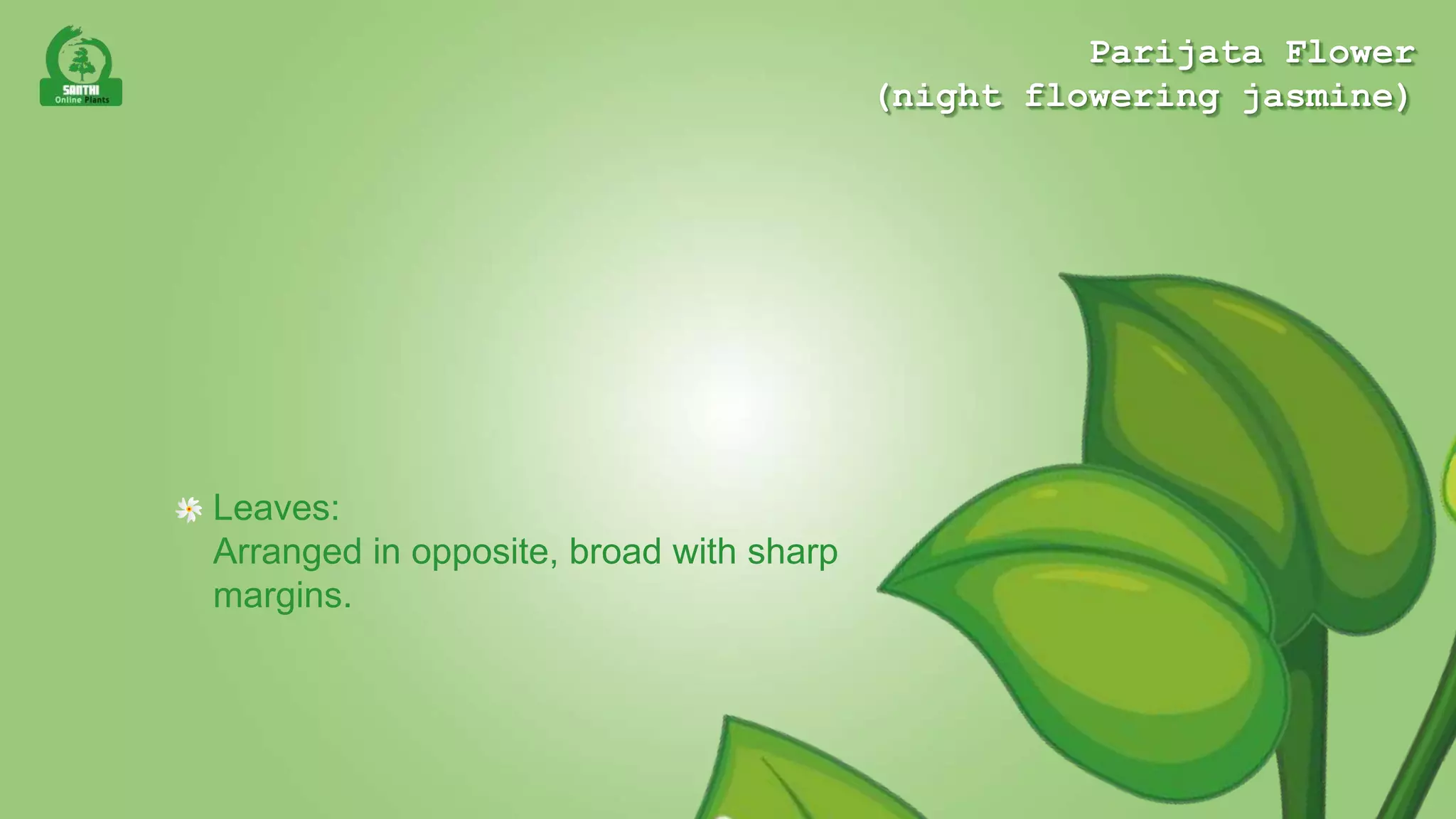 Parijata Flower - night flowering jasmine | PPTX