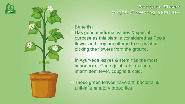 Parijata Flower - night flowering jasmine | PPT