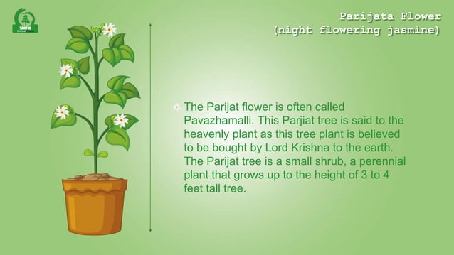 Parijata Flower - night flowering jasmine | PPT