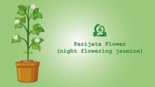 Parijata Flower - night flowering jasmine | PPTX