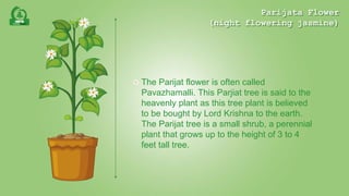 PARIJATHAM/ NIGHT JASMINE | PPT