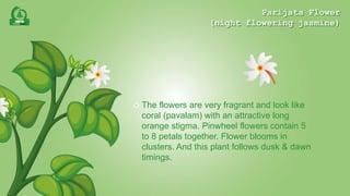 Parijata Flower - night flowering jasmine PPT.pptx