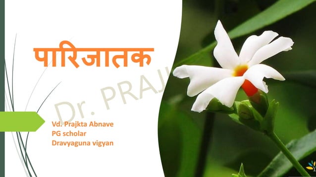 Parijatak = Nyctanthus arbortristis | PPTX