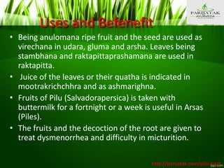 Parijatak- pilu herb | parijatak | PPT