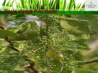 Parijatak- pilu herb | parijatak | PPTX