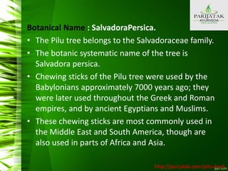 Parijatak- pilu herb | parijatak | PPT