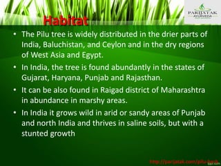 Parijatak- pilu herb | parijatak | PPT