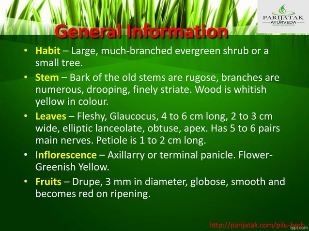 Parijatak- pilu herb | parijatak | PPT