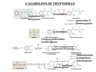 amino acid catabolism leading to acetoacetate formation | PPT