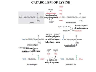 amino acid catabolism leading to acetoacetate formation | PPT