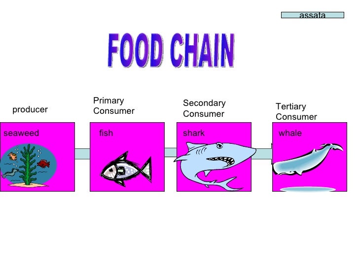 What Is The Minnow In The Food Chain at Kai Hartung blog
