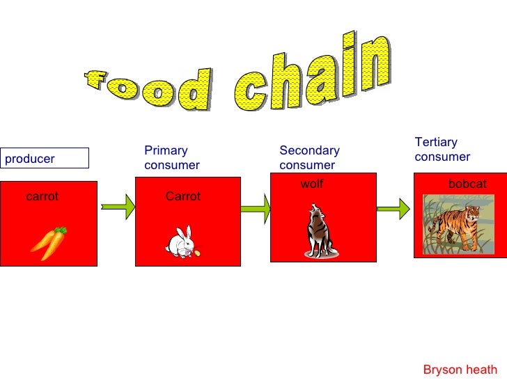 Bobcat Food Chain at Mark Fletcher blog
