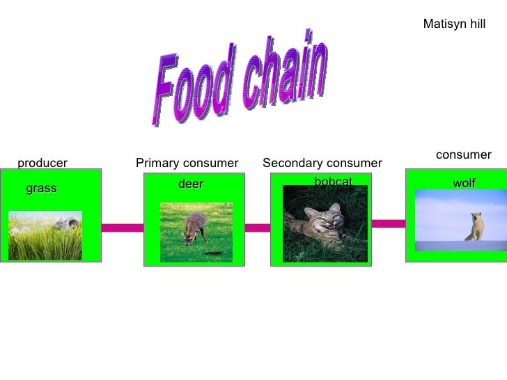 Bobcat Food Chain at Mark Fletcher blog