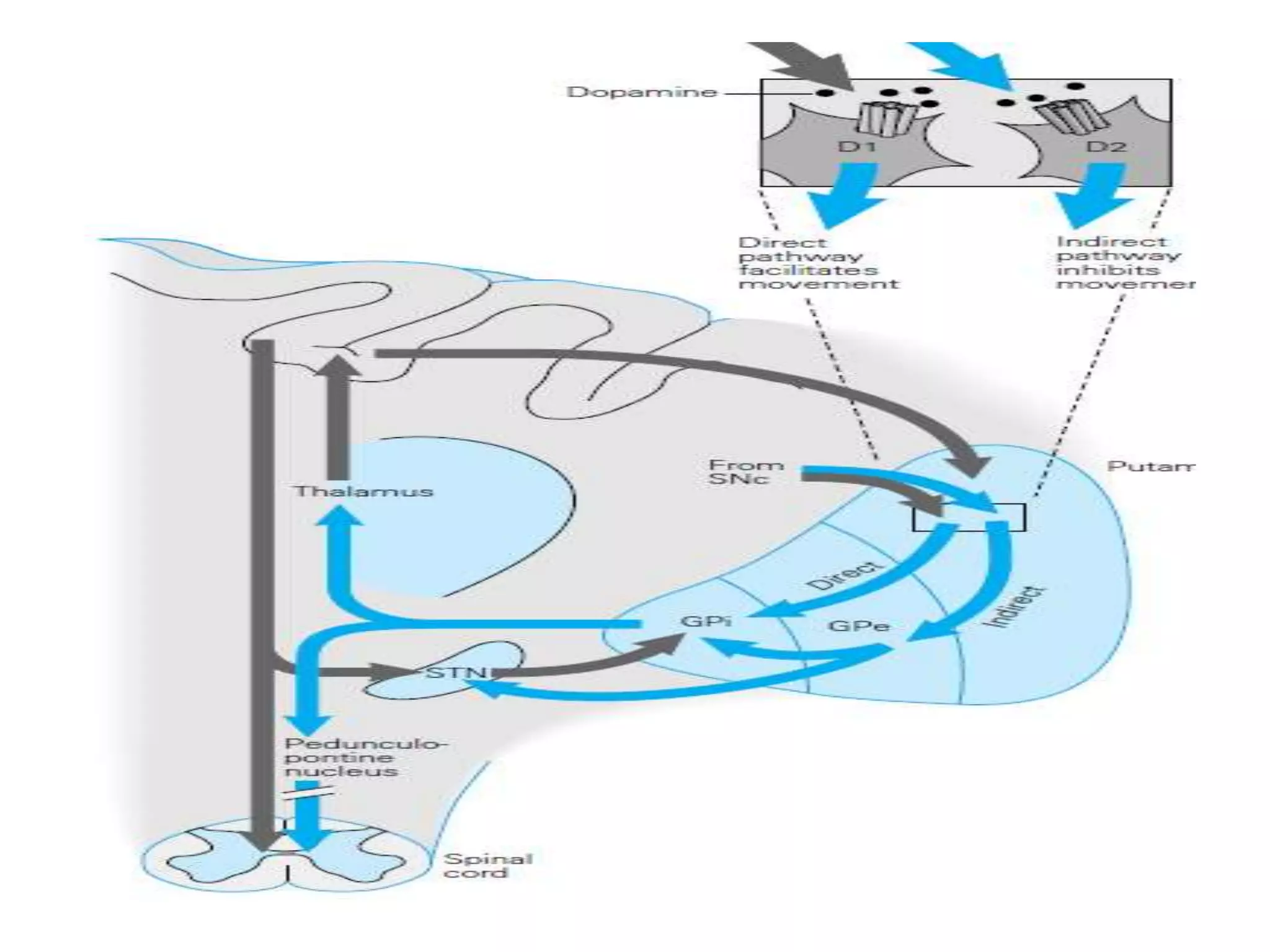 Hypokinetic Movement Disorders - Parkinson disease | PPTX