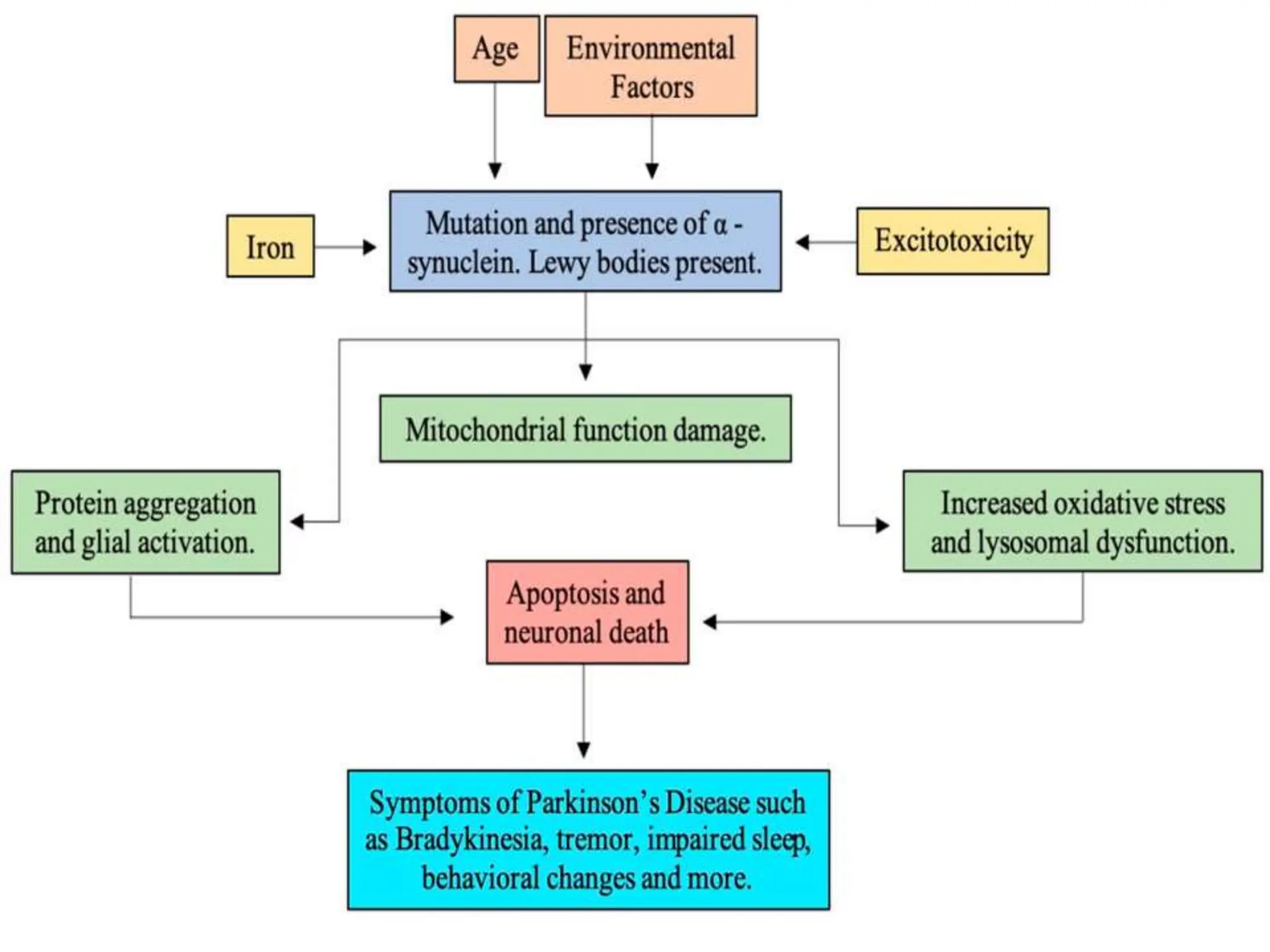 Pathophysiology of Parkinson’s Disease Neurodegenerative disorders | PPT