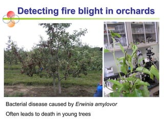 Towards Automated Detection of Stress in Tree Fruit Production | PDF
