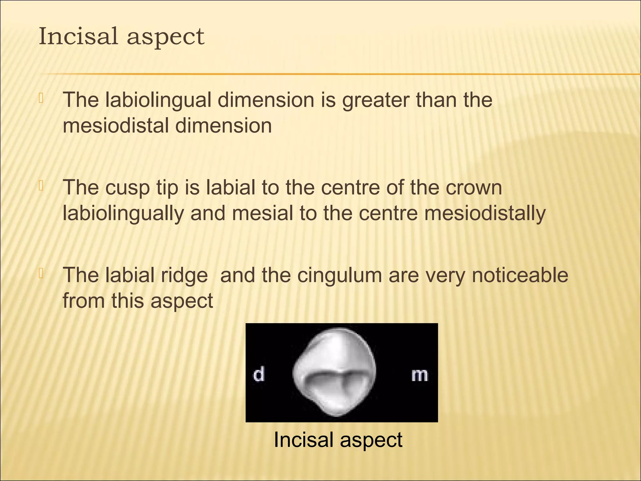 morphology of maxillary & mandibular canine teeth | PPT