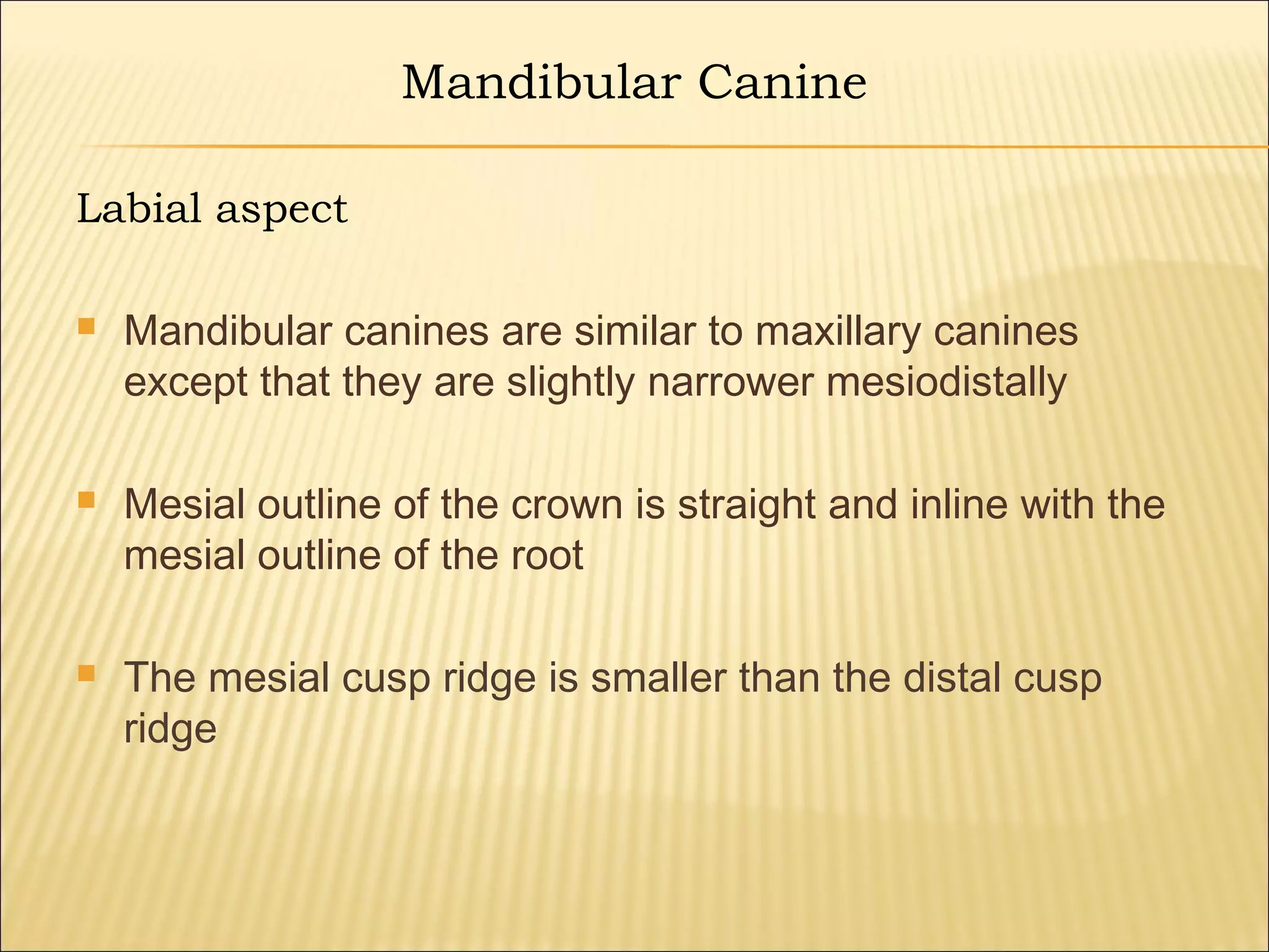 morphology of maxillary & mandibular canine teeth | PPT