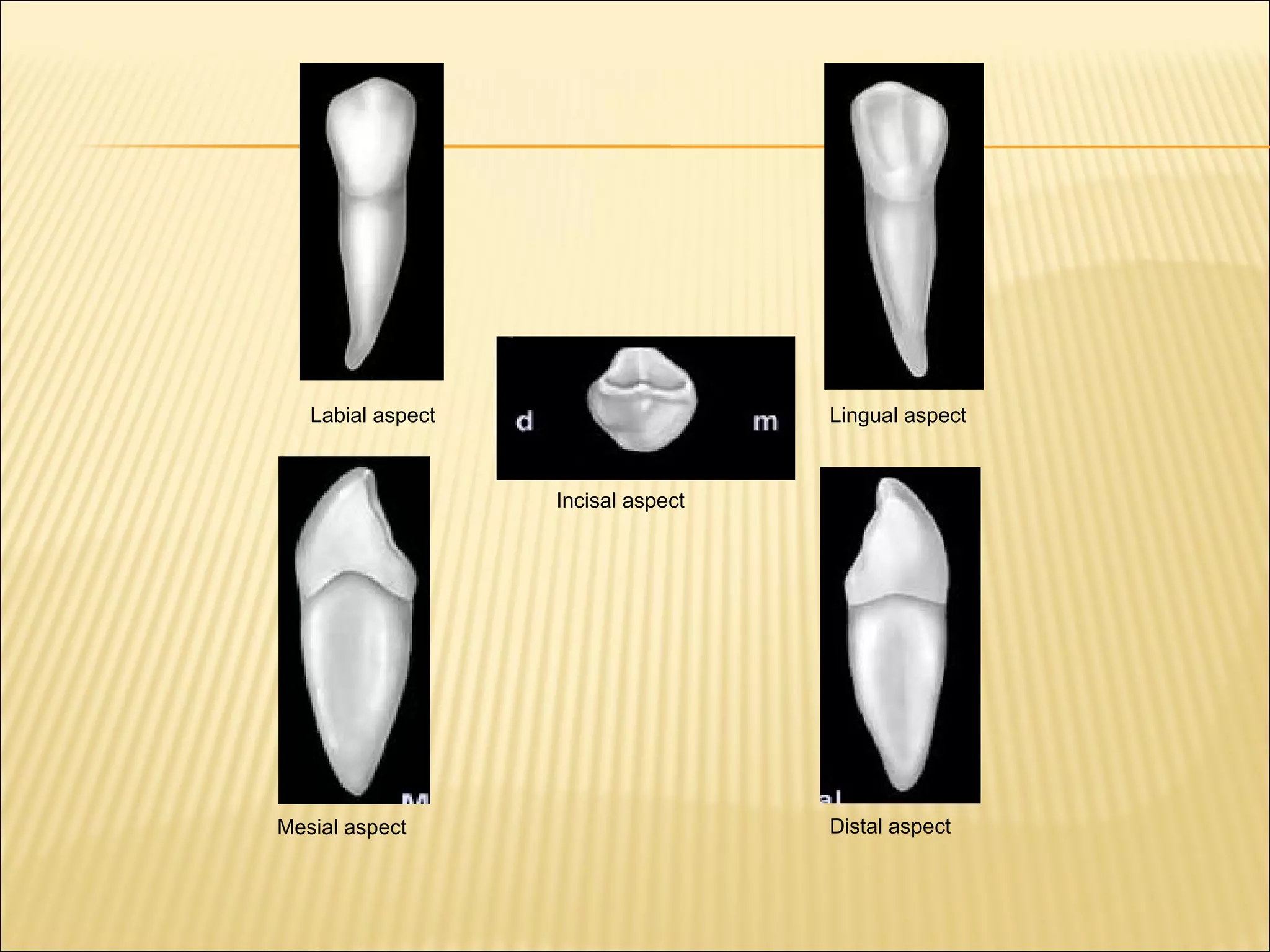 morphology of maxillary & mandibular canine teeth | PPT