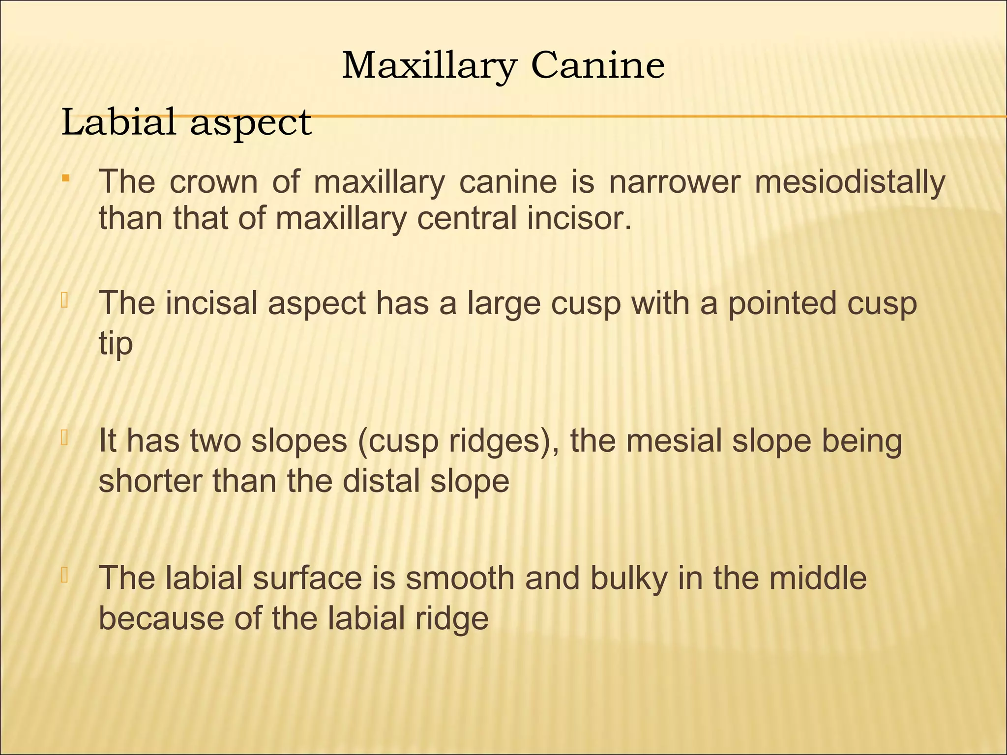 morphology of maxillary & mandibular canine teeth | PPT