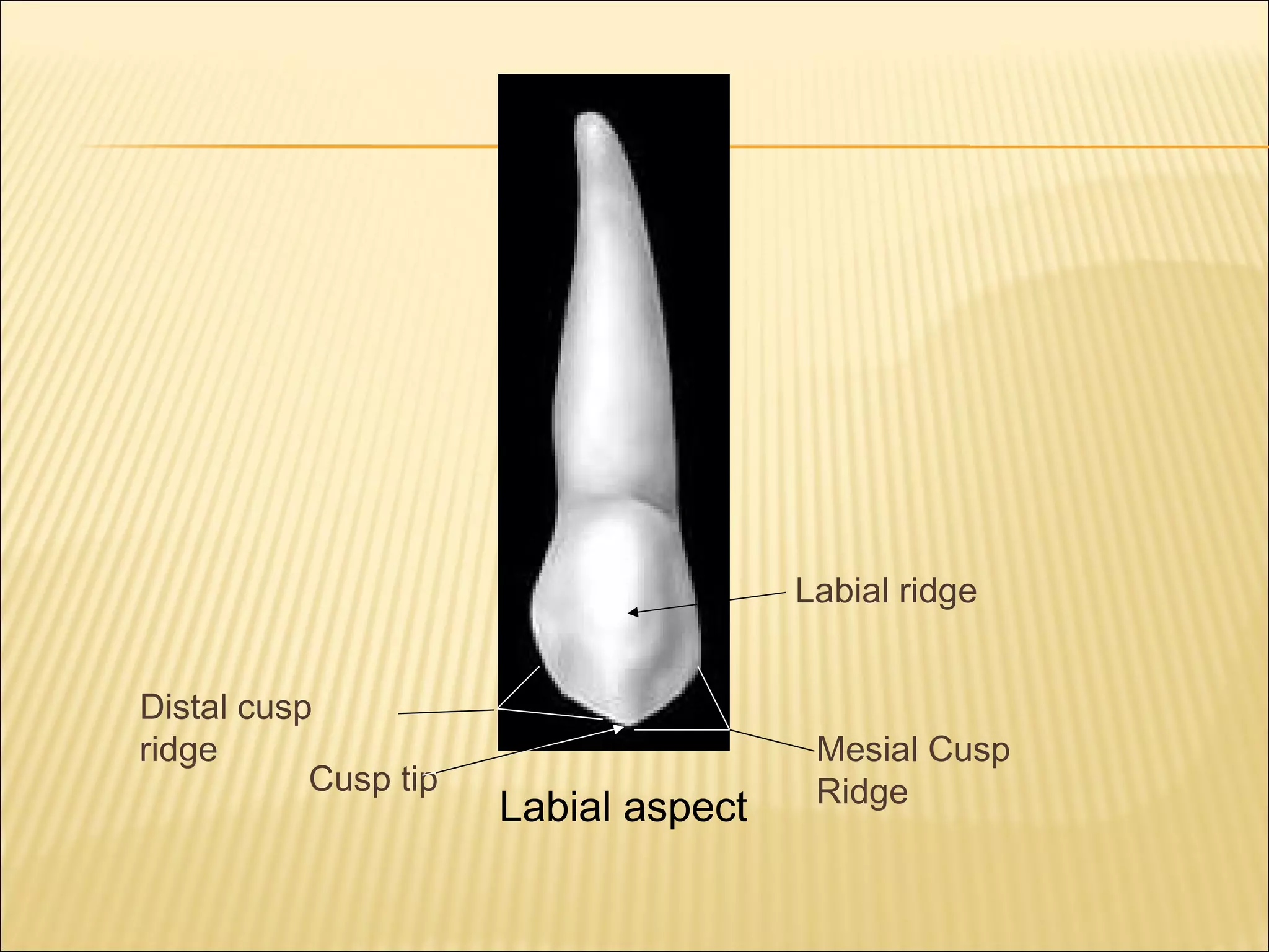 morphology of maxillary & mandibular canine teeth | PPT