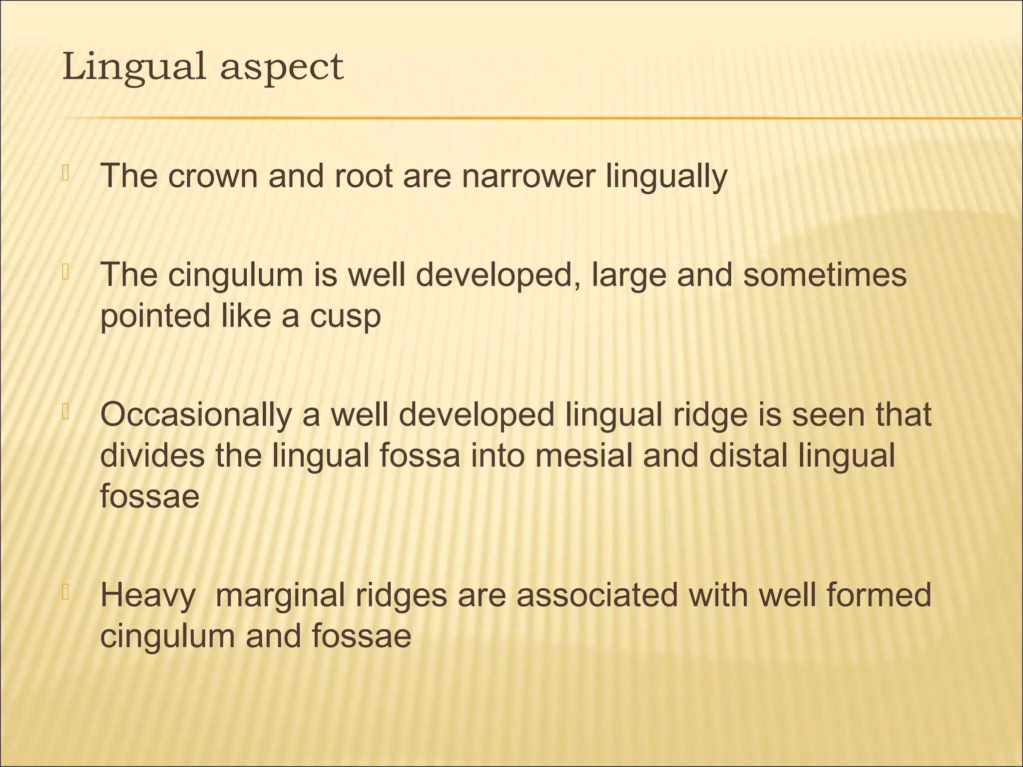 morphology of maxillary & mandibular canine teeth | PPT