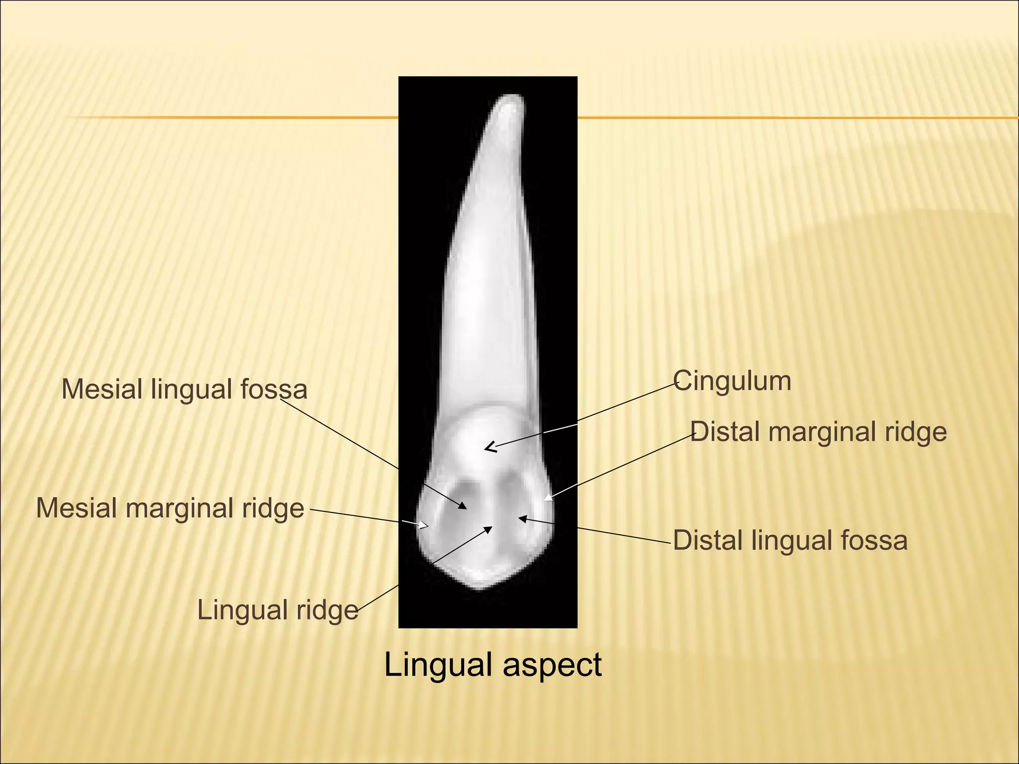 morphology of maxillary & mandibular canine teeth | PPT
