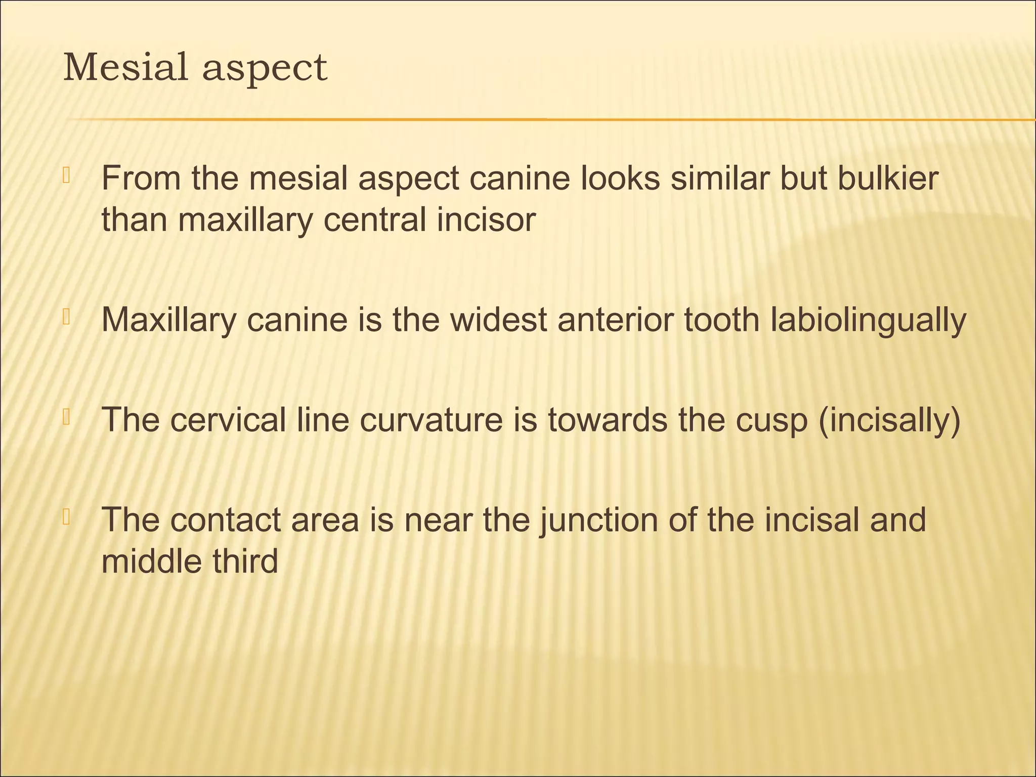 morphology of maxillary & mandibular canine teeth | PPT