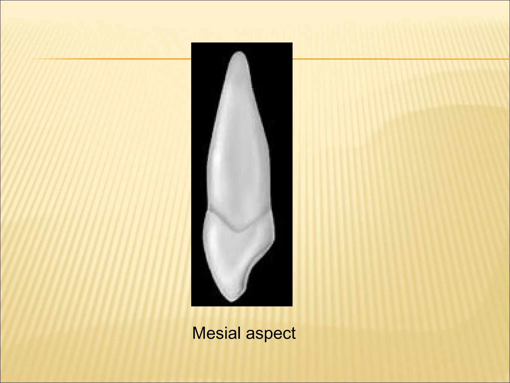 morphology of maxillary & mandibular canine teeth | PPT