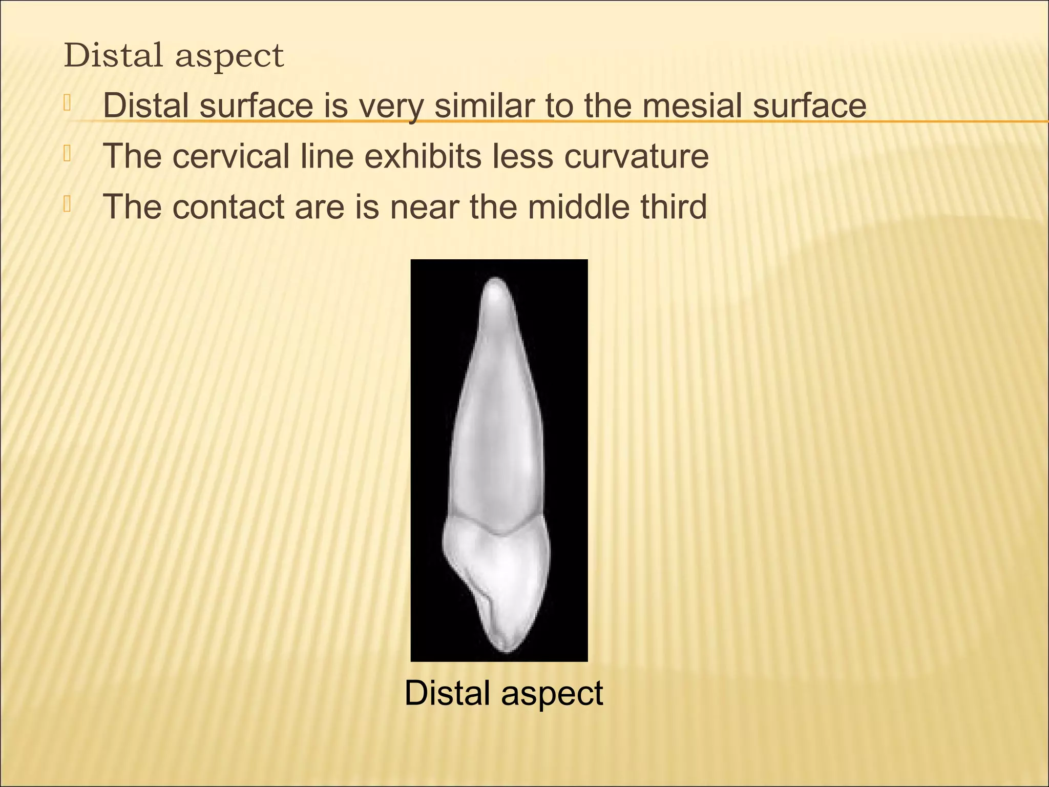 morphology of maxillary & mandibular canine teeth | PPT