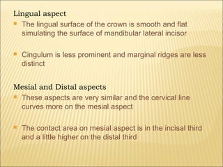 morphology of maxillary & mandibular canine teeth | PPT