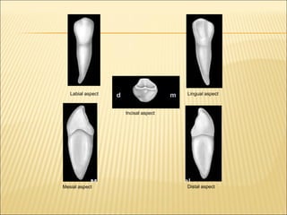 morphology of maxillary & mandibular canine teeth | PPT