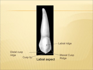 morphology of maxillary & mandibular canine teeth | PPT
