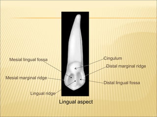 morphology of maxillary & mandibular canine teeth | PPT