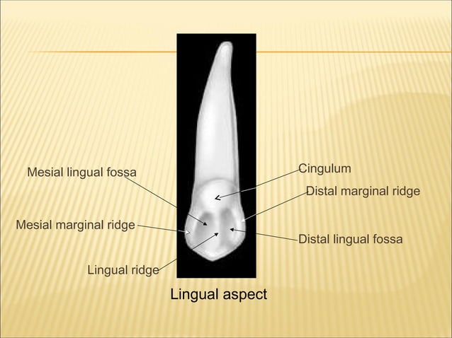 morphology of maxillary & mandibular canine teeth | PPT