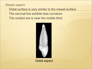 morphology of maxillary & mandibular canine teeth | PPT