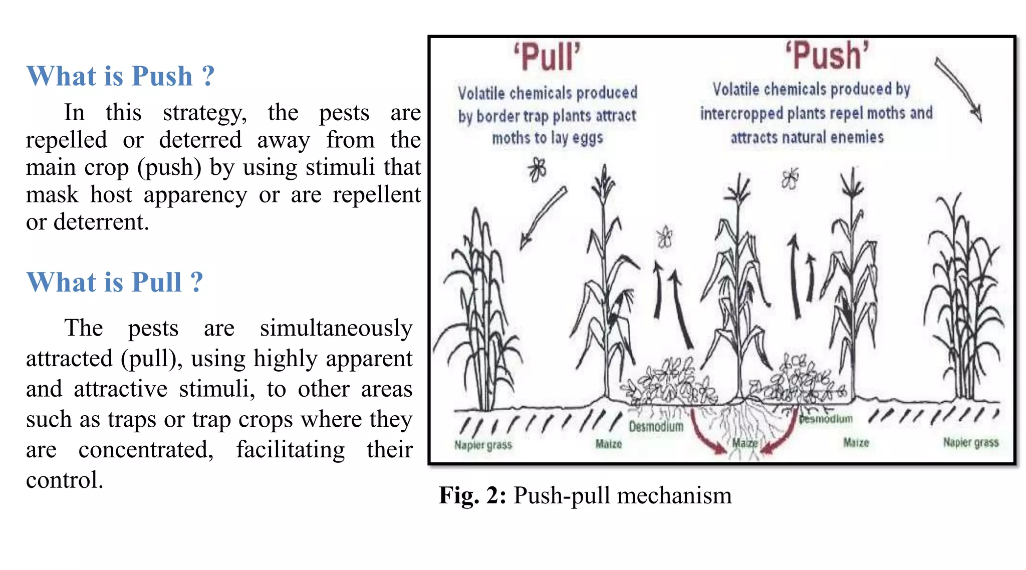 Push Pull Technique In Integrated Pest Management | PPTX