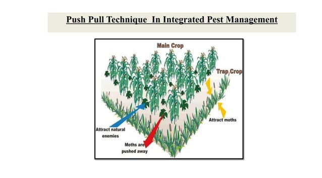 Push Pull Technique In Integrated Pest Management | PPTX | Agriculture ...