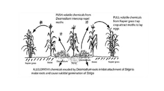 Push Pull Technique In Integrated Pest Management | PPTX