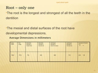 Parmenant maxillary canine | PPT