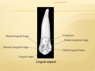 Parmenant maxillary canine | PPT