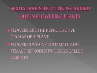 Reproduction in plants | PPT