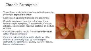 Paronychia (inflammation of skin around the nail) | PPTX | Infectious ...