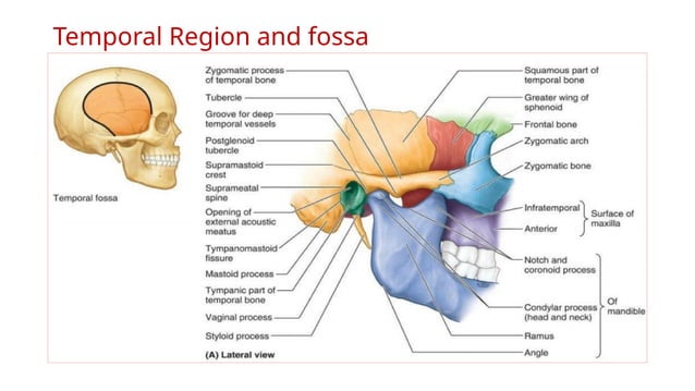 Parotid,temporal and Infratemporal regions of the head and the neck | PPTX